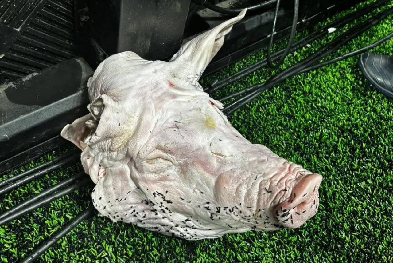 Torcedor que arremesou cabeça de porco em derbi diz que não se ...